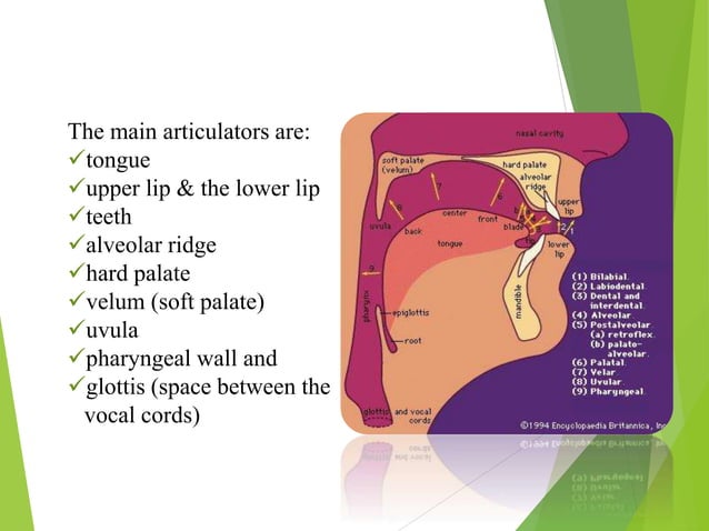 speech and phonetics | PPT