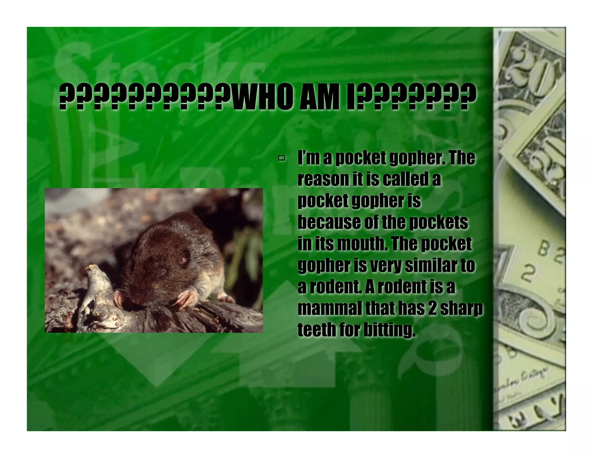 5spocket Gophers | PDF