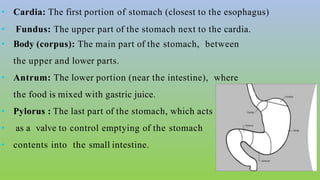 Stomach CA by Dr. Nitin Alapure | PPTX