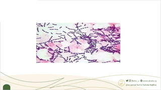 5 Streptococci & Enterococci.pdf