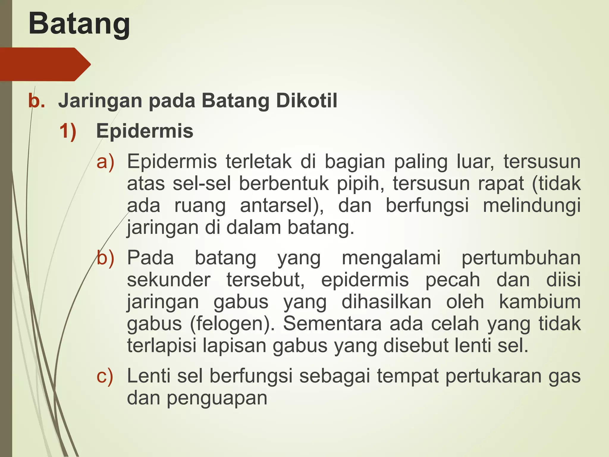 5_Struktur_dan_Fungsi_Jaringan_Tumbuhan.pptx