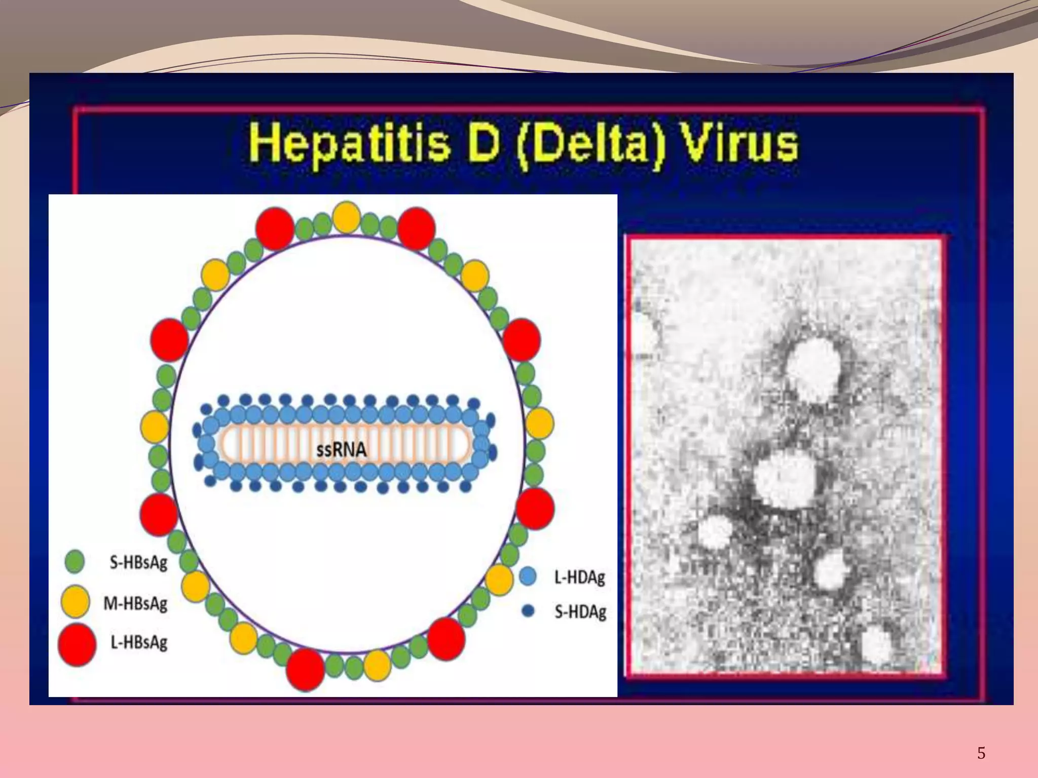 5 subviral agents-sattelite_viroids_prions.pptx