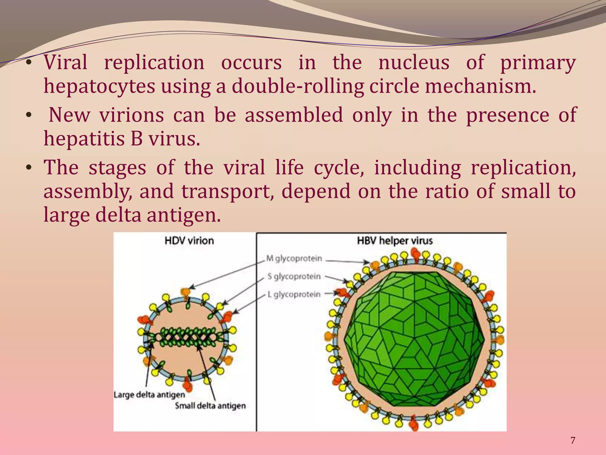 5 subviral agents-sattelite_viroids_prions.pptx