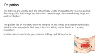 Urinary System international university of Kyrgyzstan | PPT