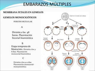 5Ta clase - Continuacion Placenta y anexos.ppt