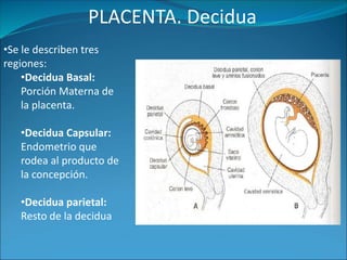 5Ta clase - Continuacion Placenta y anexos.ppt