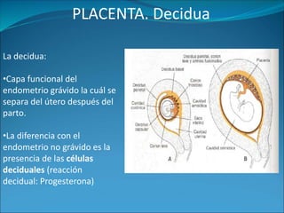 5Ta clase - Continuacion Placenta y anexos.ppt