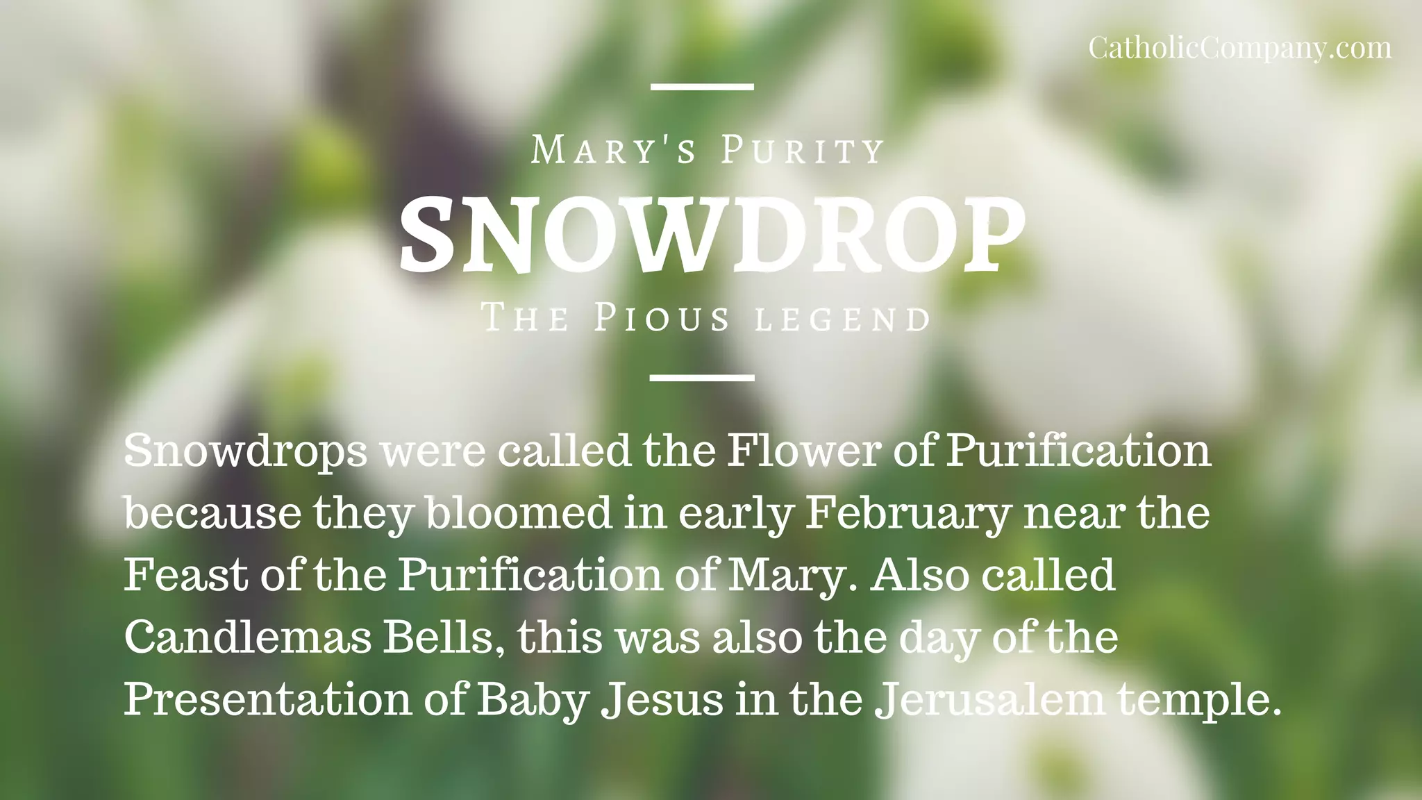 12 Garden Plants Named after the Blessed Virgin Mary | PDF