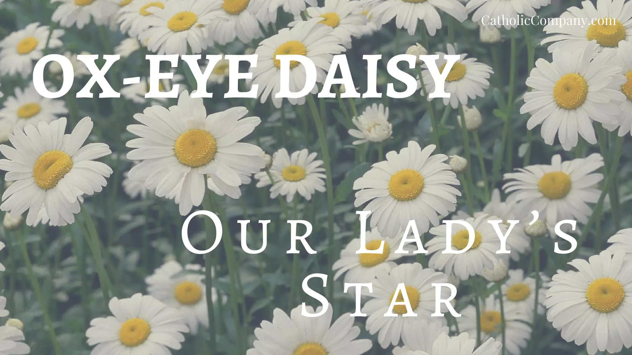 12 Garden Plants Named after the Blessed Virgin Mary | PDF