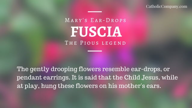 12 Garden Plants Named after the Blessed Virgin Mary | PPT