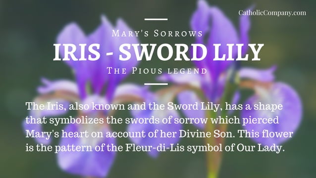 12 Garden Plants Named after the Blessed Virgin Mary | PPT