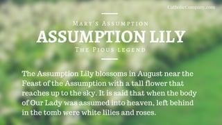 12 Garden Plants Named after the Blessed Virgin Mary | PPT