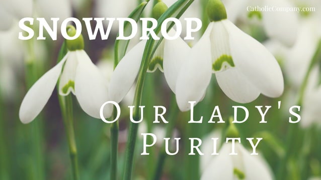 12 Garden Plants Named after the Blessed Virgin Mary | PPT