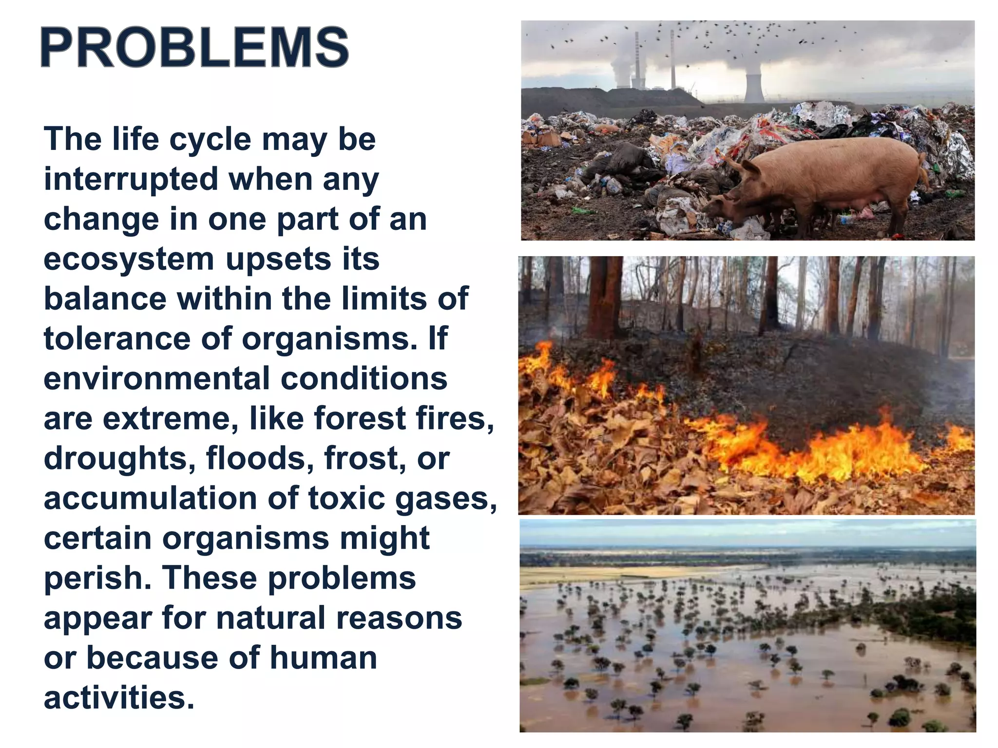 Life Cycles in Ecosystems | PPTX