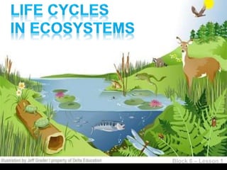 Ecosystem Cycle