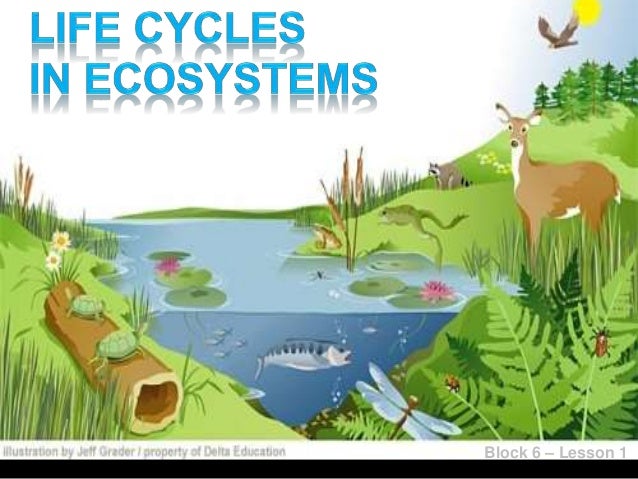 Life Cycles in Ecosystems