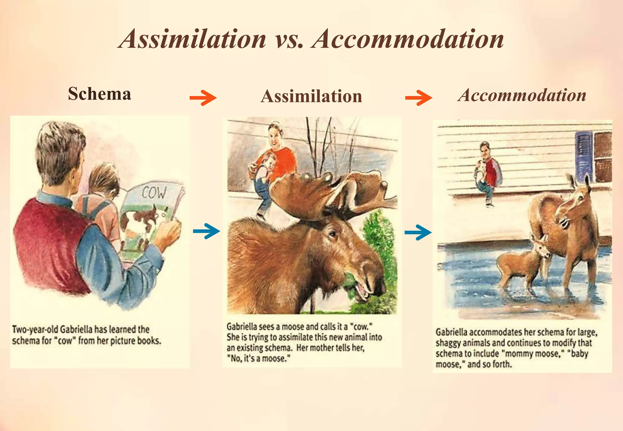 Assimilation vs accommodation-final | PPT