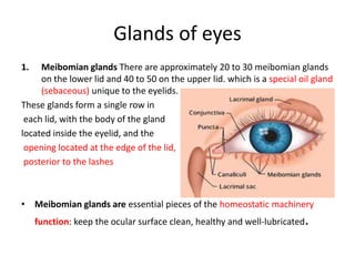 Ophthalmology | PPTX