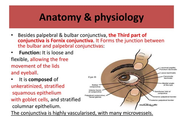 Diseases of conjunctiva | PPTX | Eye and Vision Conditions | Diseases ...