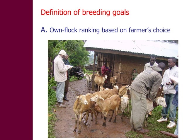 Designing and implementation of community-based breeding programs for ...