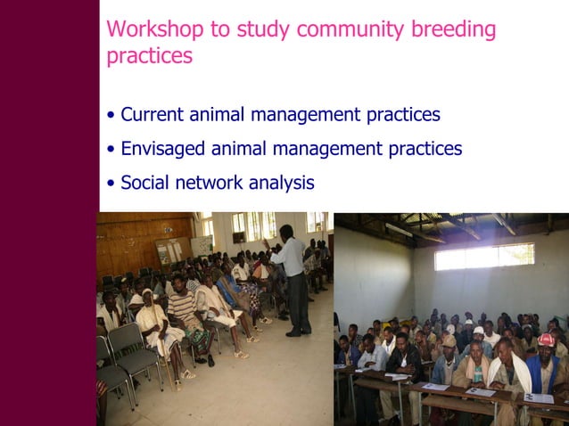 Designing and implementation of community-based breeding programs for adapted local sheep breeds ...