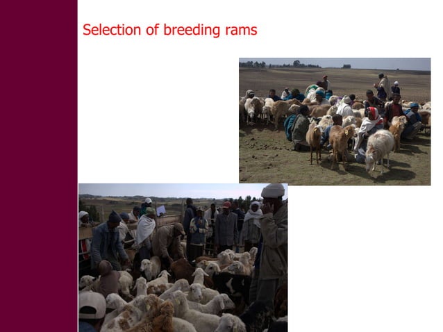 Designing and implementation of community-based breeding programs for adapted local sheep breeds ...