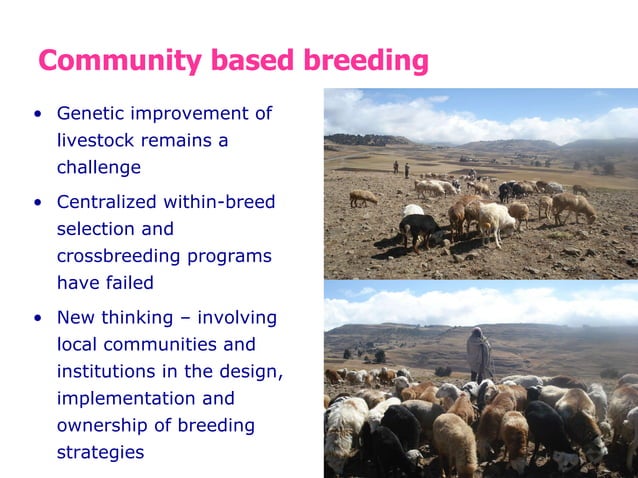 Designing and implementation of community-based breeding programs for adapted local sheep breeds ...