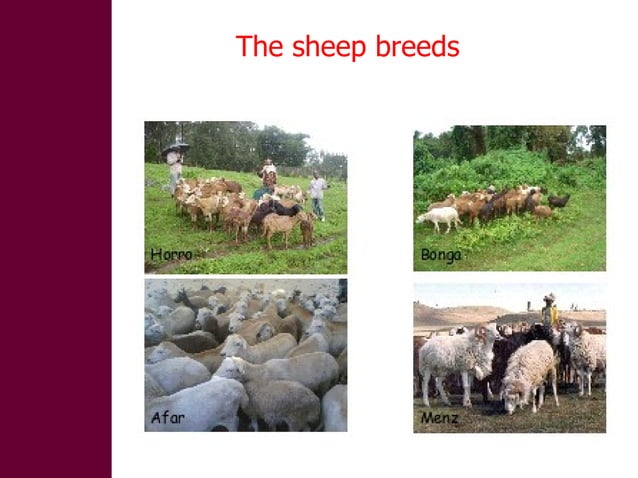 Designing and implementation of community-based breeding programs for ...