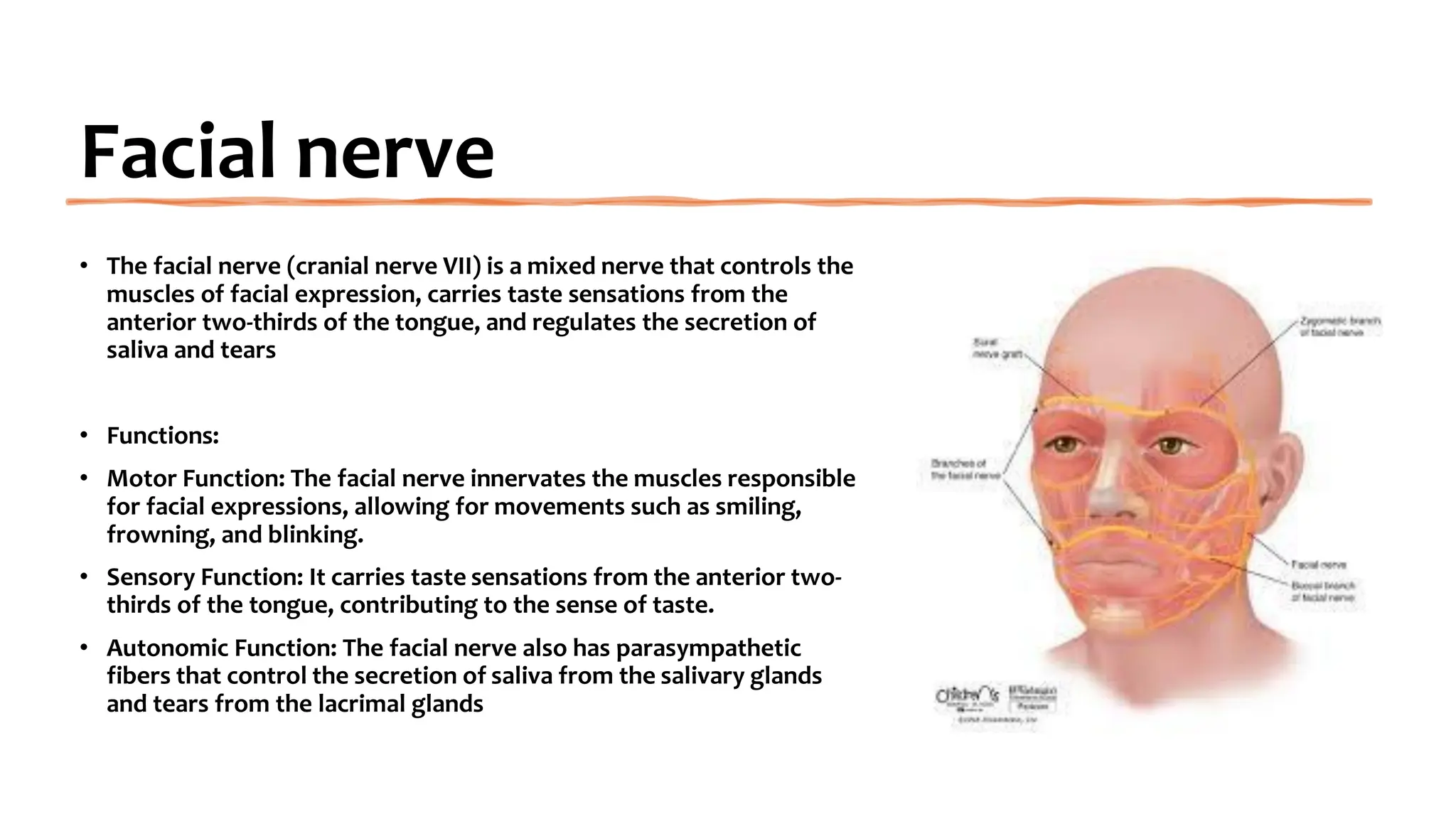 5th and 7th cranial nerves (haneen) (1).pdf