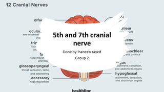 5th and 7th cranial nerves (haneen) (1).pdf