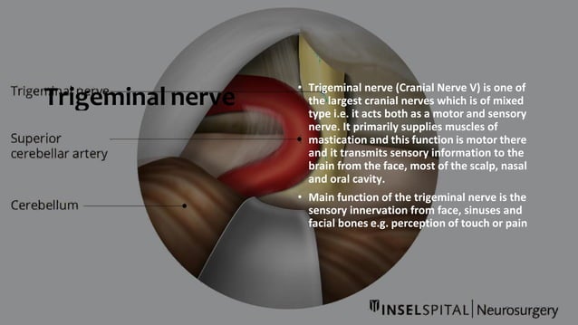 5th and 7th cranial nerves (haneen) (1).pdf