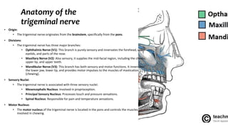 5th and 7th cranial nerves (haneen) (1).pdf