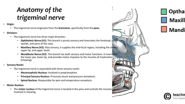 5th and 7th cranial nerves (haneen) (1).pdf
