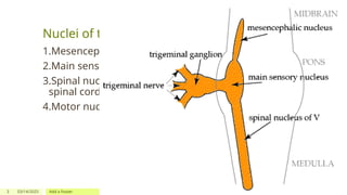 5th cranial nerve TRIGEMINAL nerve anatomy.pptx