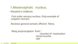5th cranial nerve TRIGEMINAL nerve anatomy.pptx