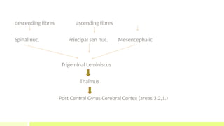 5th cranial nerve TRIGEMINAL nerve anatomy.pptx
