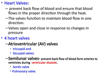 Anatomy of THE CIRCULATORY SYSTEM hand out.pptx