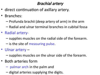Anatomy of THE CIRCULATORY SYSTEM hand out.pptx