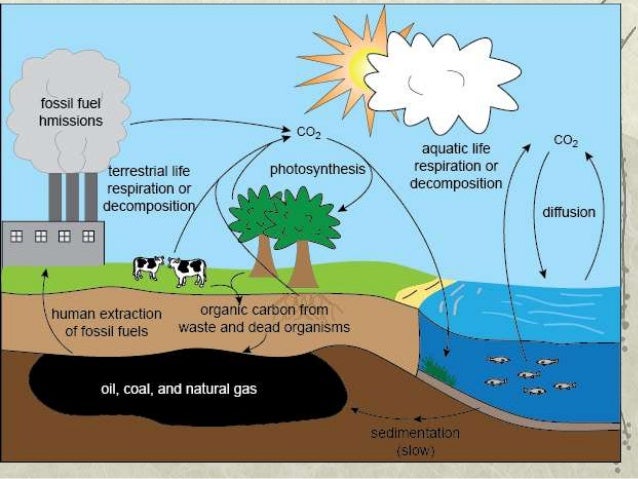 AP Biology energy and matter transfer through ecosystems