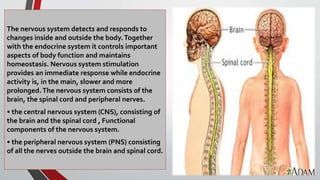 The nervous system.ppsx