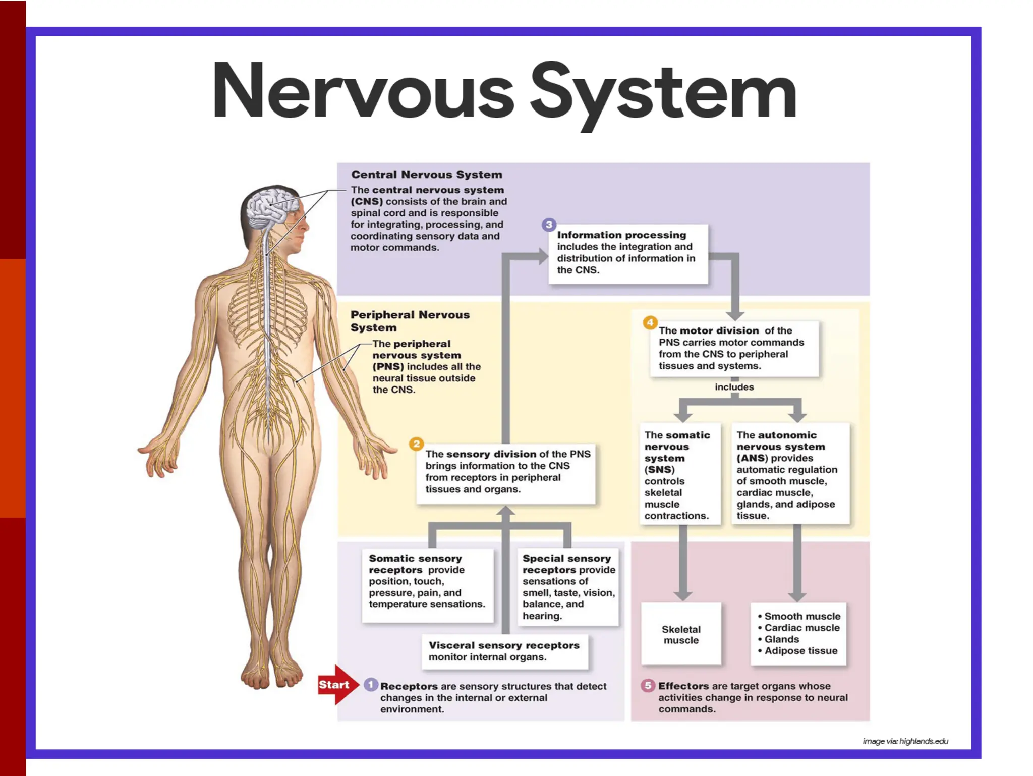 5) The Nervous System.pdf and anatomy ok | PPT