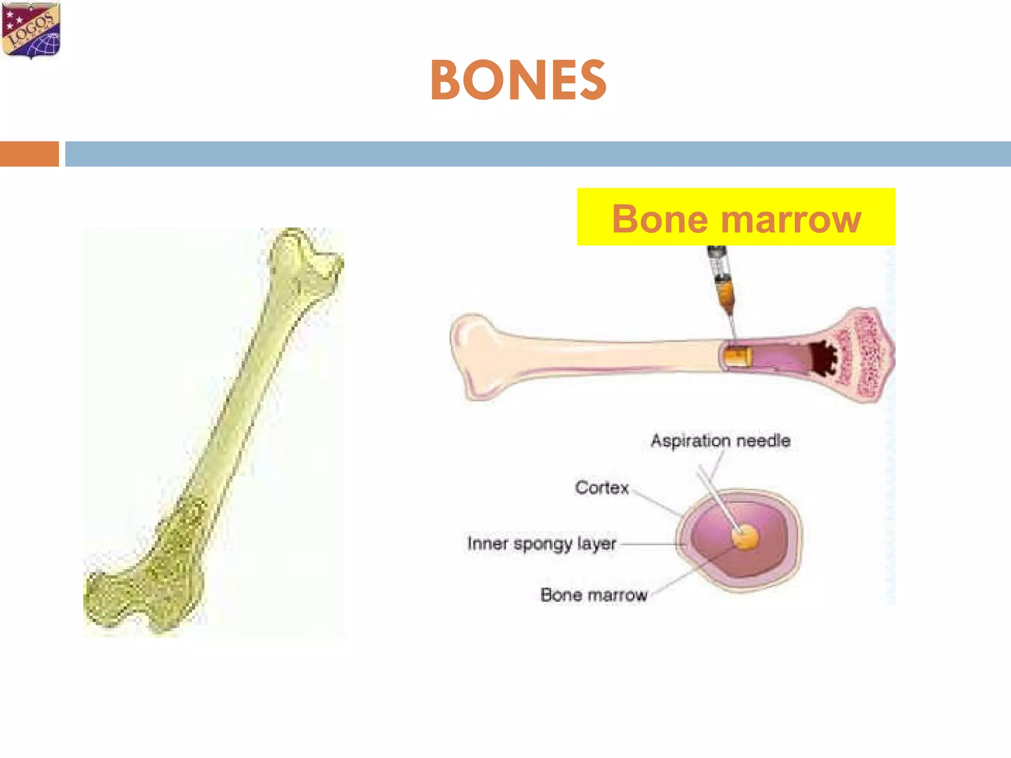 The Skeleton Bones And Muscles Mr. Jaime 5th. BáSico | PPT