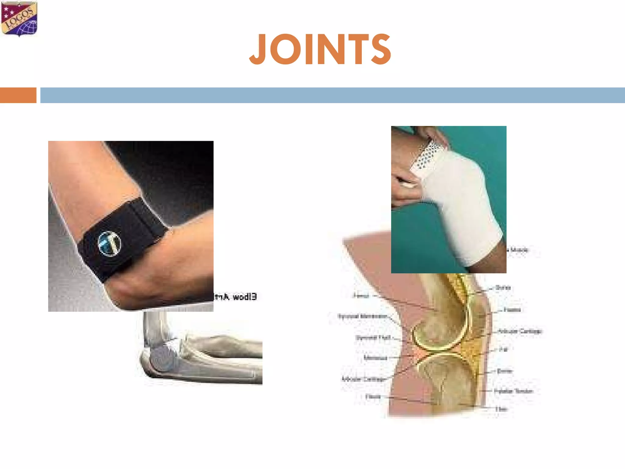 The Skeleton Bones And Muscles Mr. Jaime 5th. BáSico | PPT