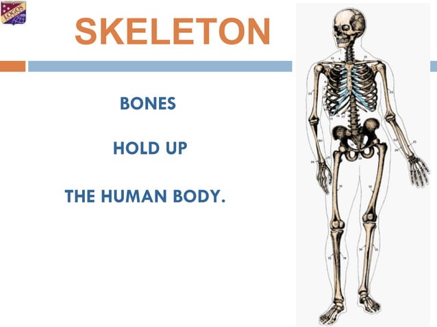 The Skeleton Bones And Muscles Mr. Jaime 5th. BáSico | PPT