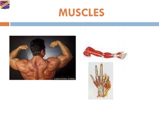 The Skeleton Bones And Muscles Mr. Jaime 5th. BáSico | PPT