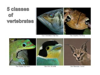 5thgrade classification 2 | PPT