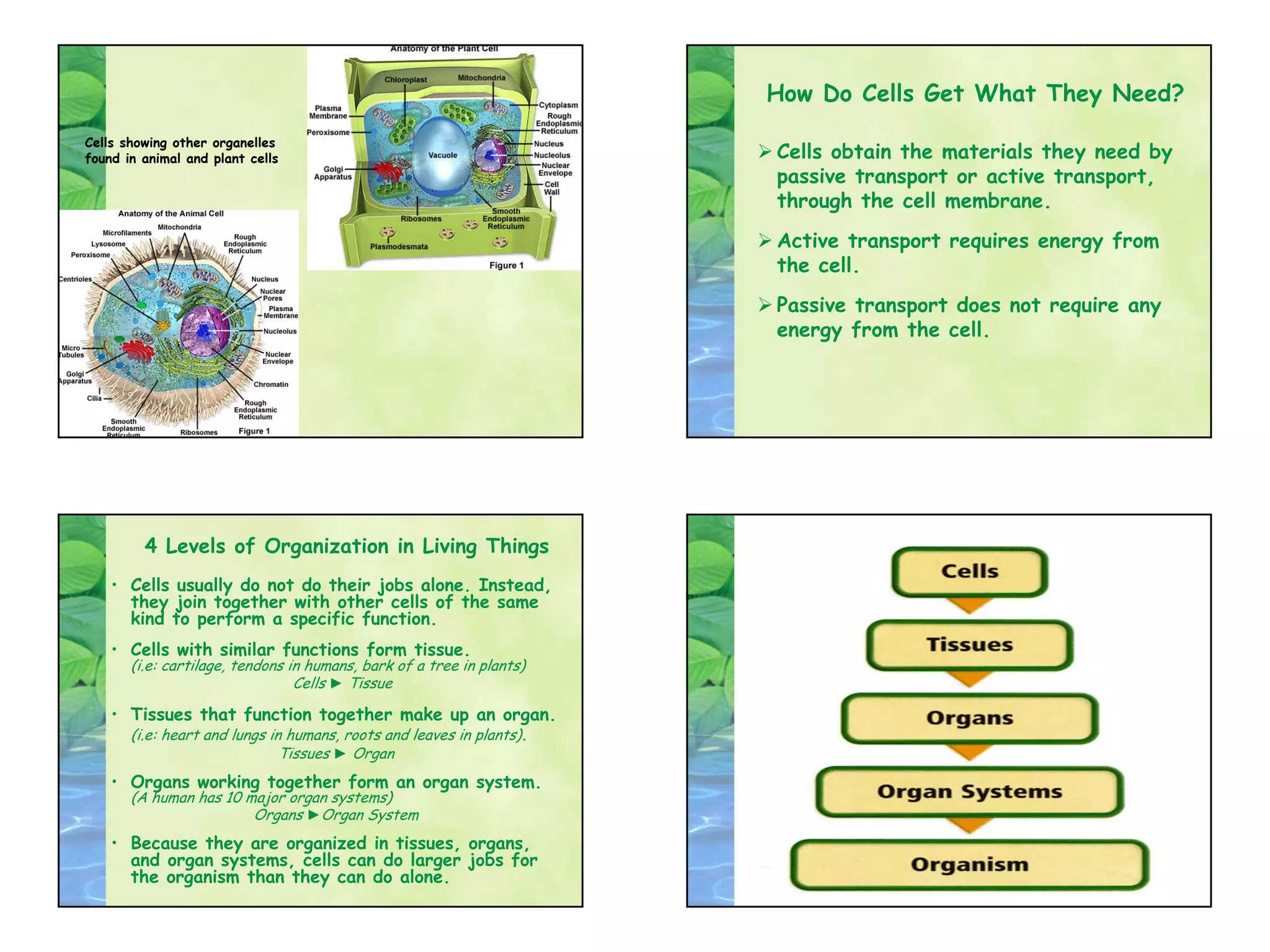 5th grade science_-_cells_the_transport_of_materials_u2_l1_ | PDF ...