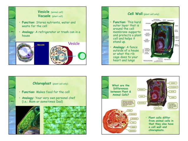 5th grade science_-_cells_the_transport_of_materials_u2_l1_ | PDF ...