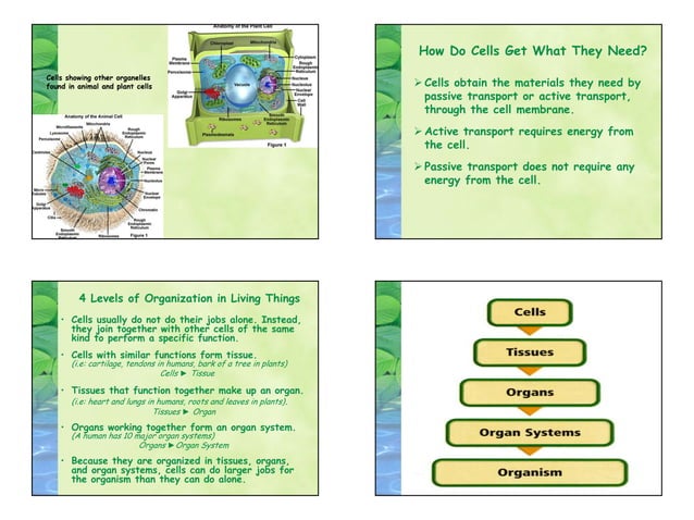 5th grade science_-_cells_the_transport_of_materials_u2_l1_ | PPT