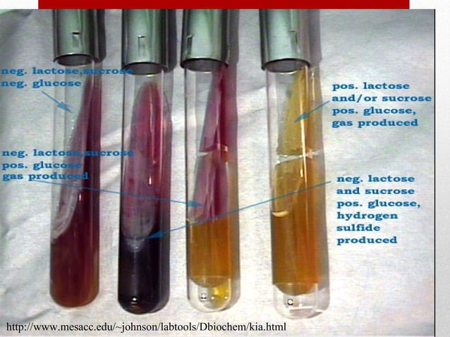 5th lab 1st part biochemical tests (1) | PPT | Chemistry | Science